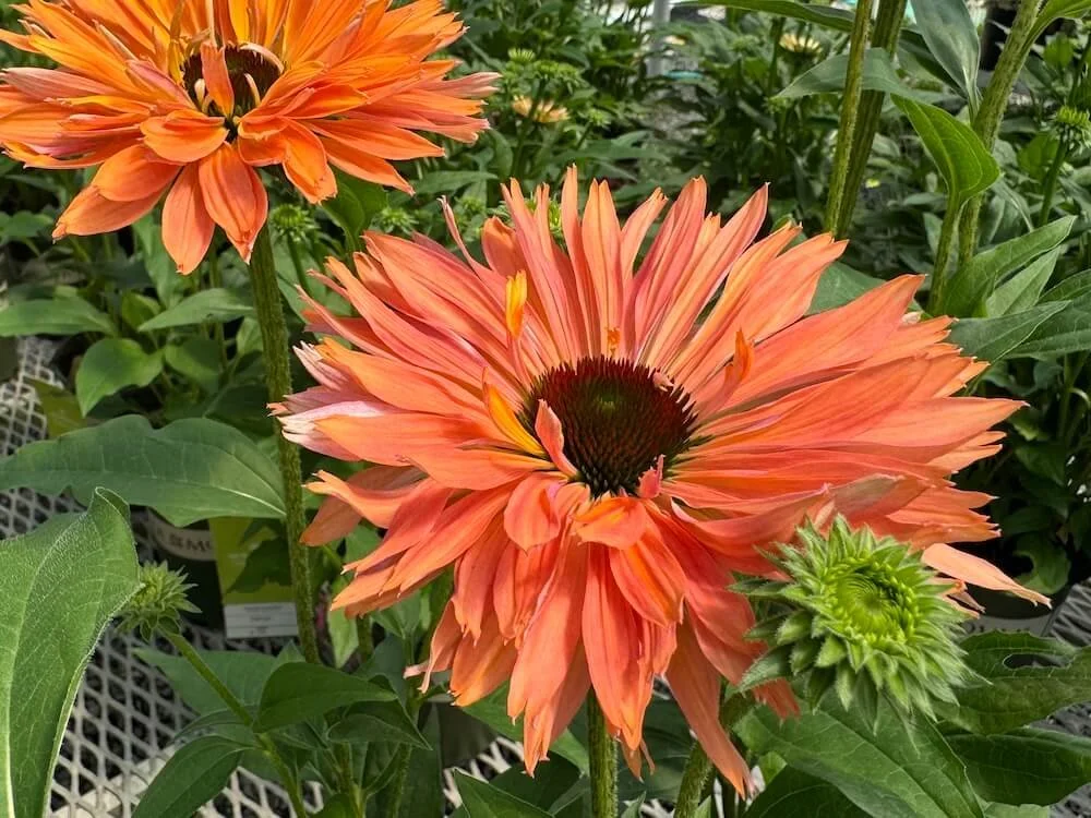 Echinaceas — Northwest Blooms