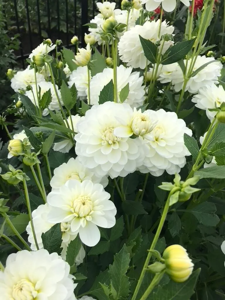 Dahlia 'Gitts Attention' (Gitts Attention Dahlia) — Northwest Blooms