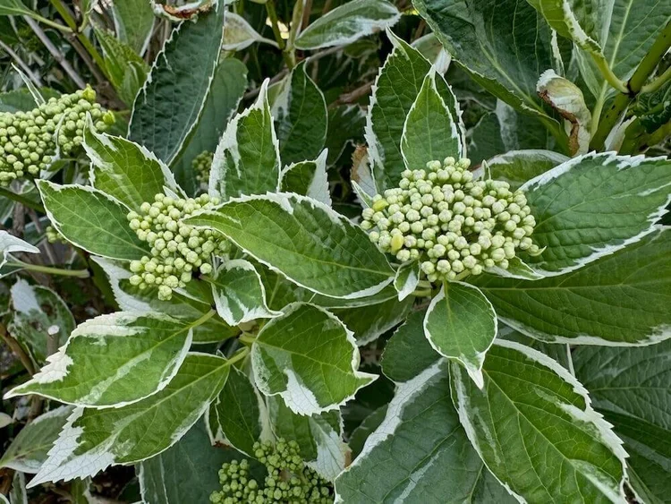 Ceanothus thyrsiflorus 'Victoria' (Victoria California Lilac ...