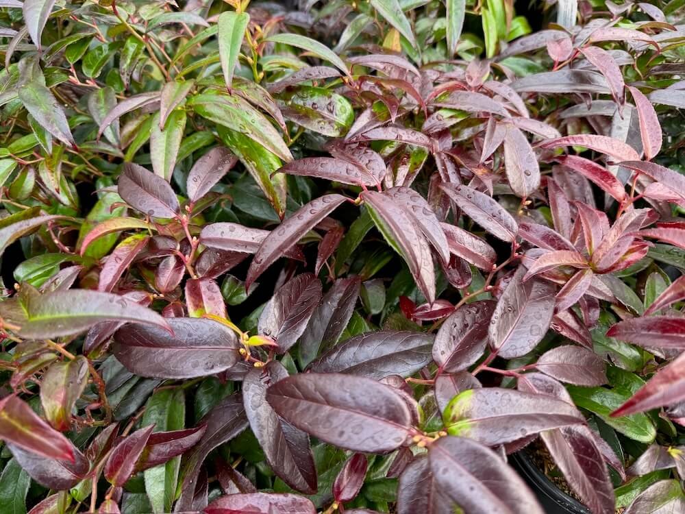 Leucothoe fontanesiana 'Zeblid' (Scarletta Leucothoe) — Northwest Blooms