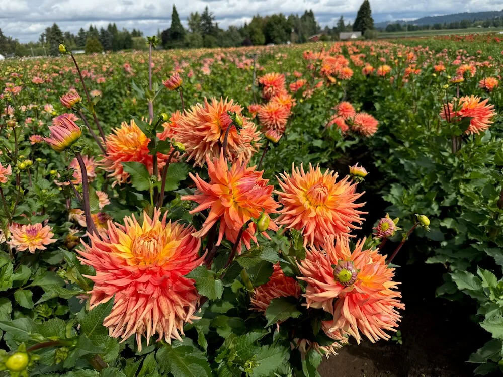 Dahlia 'Valley Rust Bucket' (Valley Rust Bucket Dahlia) — Northwest Blooms