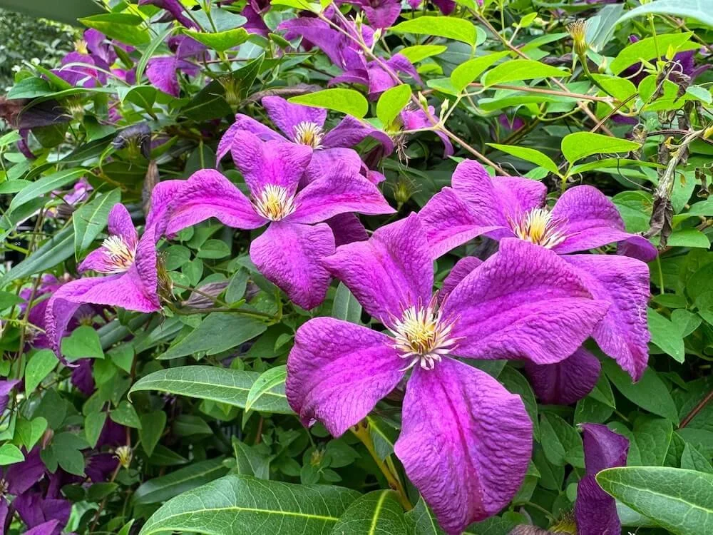 Clematis 'Venosa Violacea' (Venosa Violacea Clematis) — Northwest Blooms