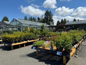 Plant Nurseries in the Seattle Area — Northwest Blooms