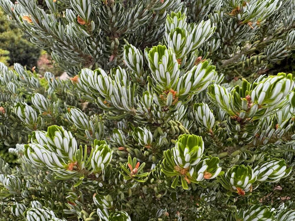 Abies balsamea 'Nana' (Dwarf Balsam Fir) — Northwest Blooms