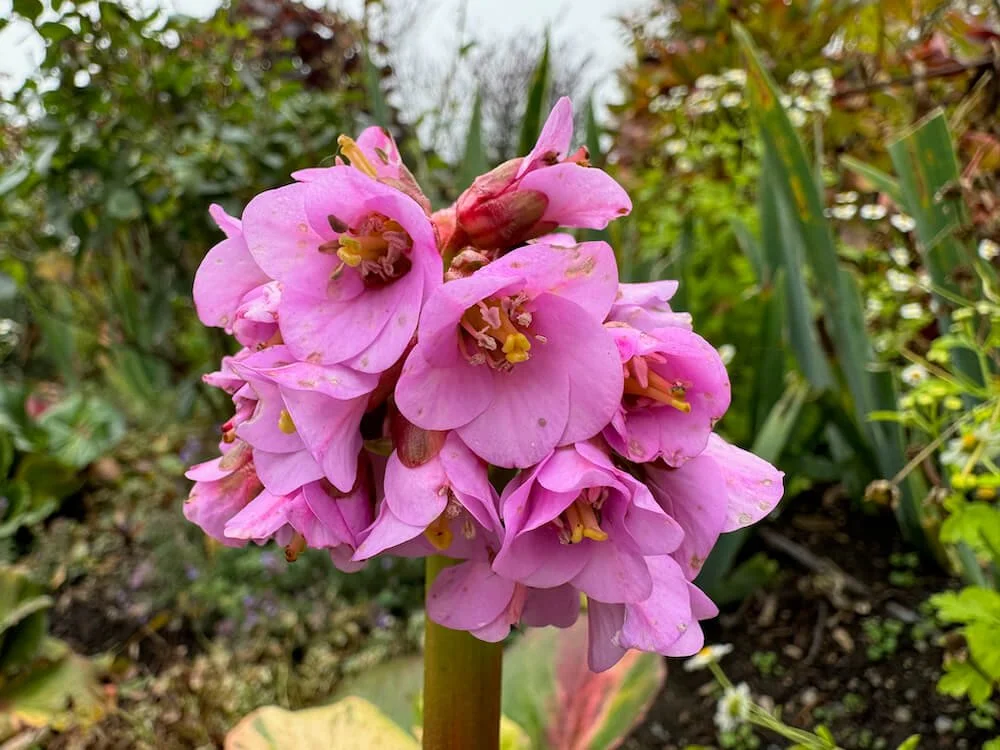 Bergenia Cordifolia Tubby Andrews Tubby Andrews Elephant S Ears