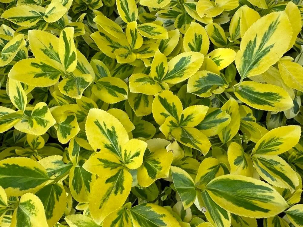 Euonymus japonicus 'Aureo Marginata' (Golden Euonymus) — Northwest Blooms