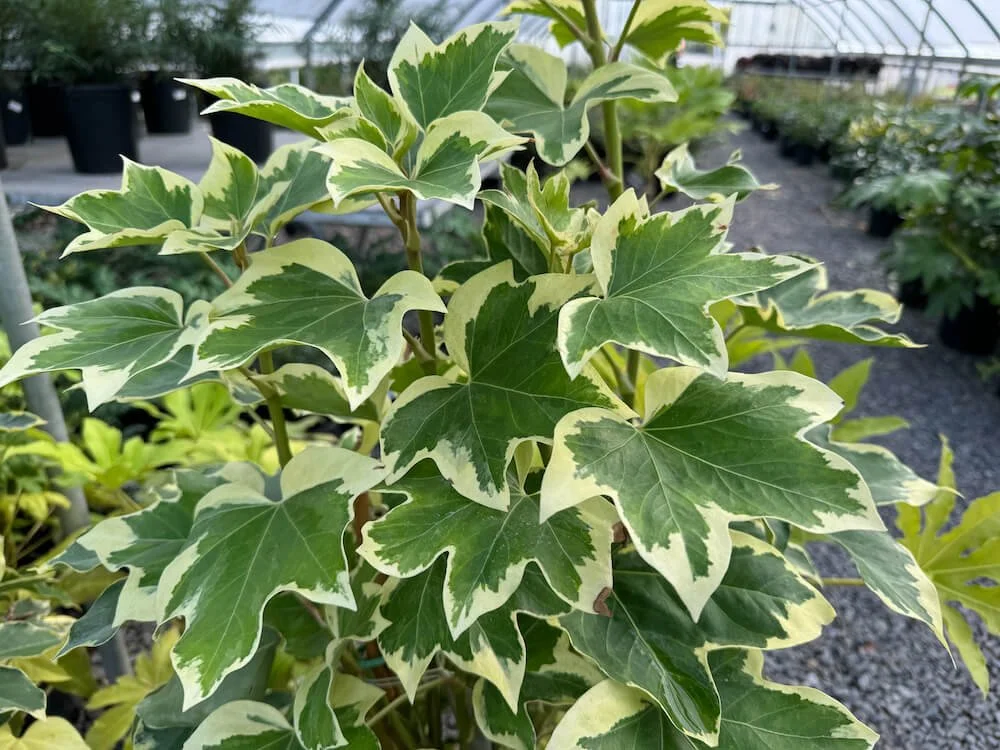 x Fatshedera lizei 'Angyo Star' (Angyo Star Tree Ivy) — Northwest Blooms