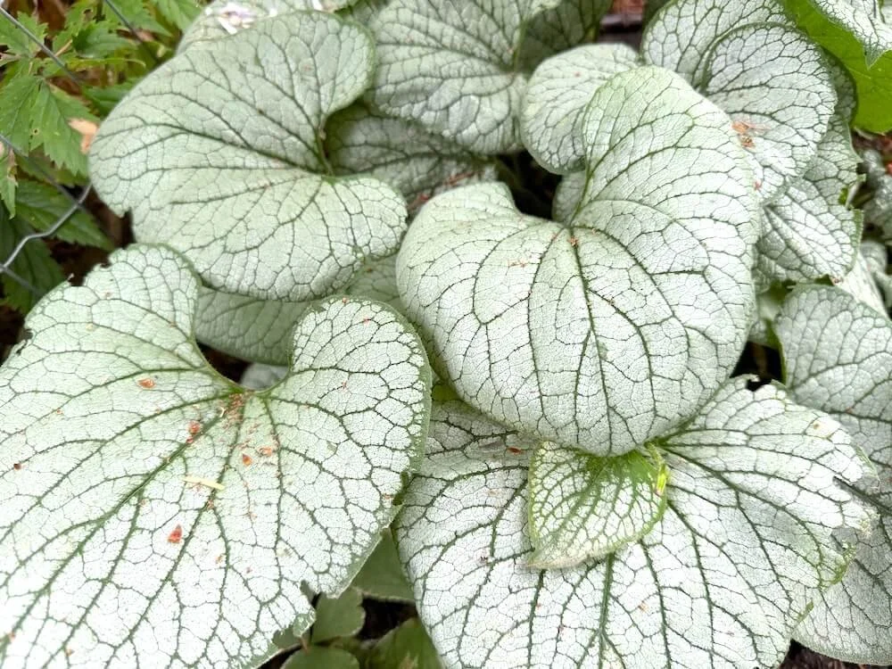 Brunnera macrophylla 'Silver Heart' (Siberian Bugloss) — Northwest Blooms