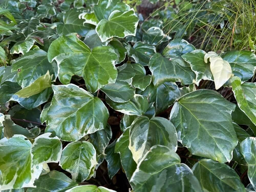 Hedera algeriensis 'Gloire de Marengo' (Gloire de Marengo Algerian Ivy ...