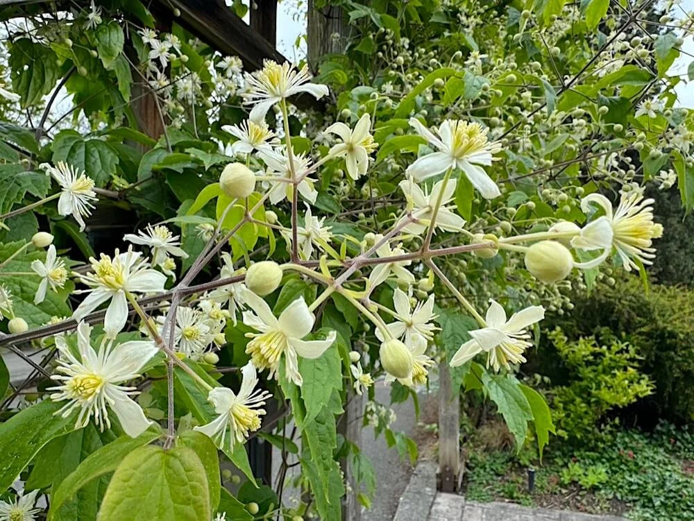 Clematis cirrhosa var. balearica (Fern-leaved Clematis) — Northwest Blooms