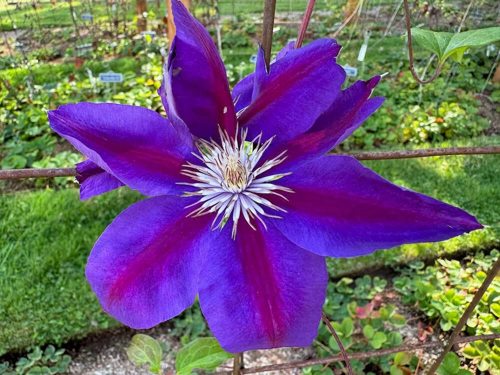 Clematis 'Perrin's Pride' (Perrin's Pride Clematis) — Northwest Blooms