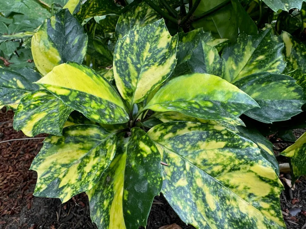 Fatsia japonica 'Variegata' (Variegated Japanese Aralia) — Northwest Blooms
