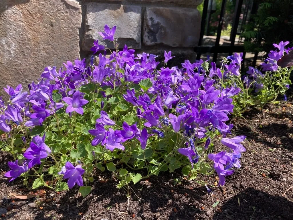 Geranium x magnificum (Purple Cranesbill) — Northwest Blooms
