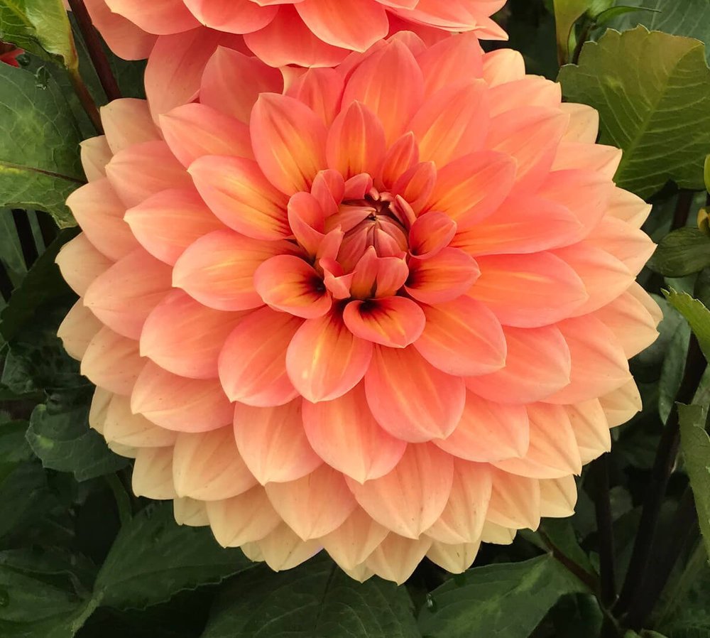 Dahlia 'Kelsey Neahkahnie' (Kelsey Neahkahnie Dahlia) — Northwest Blooms