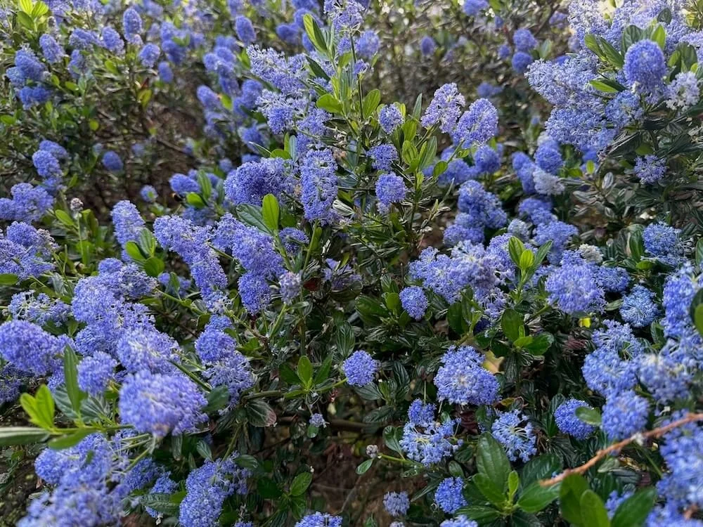 Ceanothus thyrsiflorus 'Victoria' (Victoria California Lilac ...