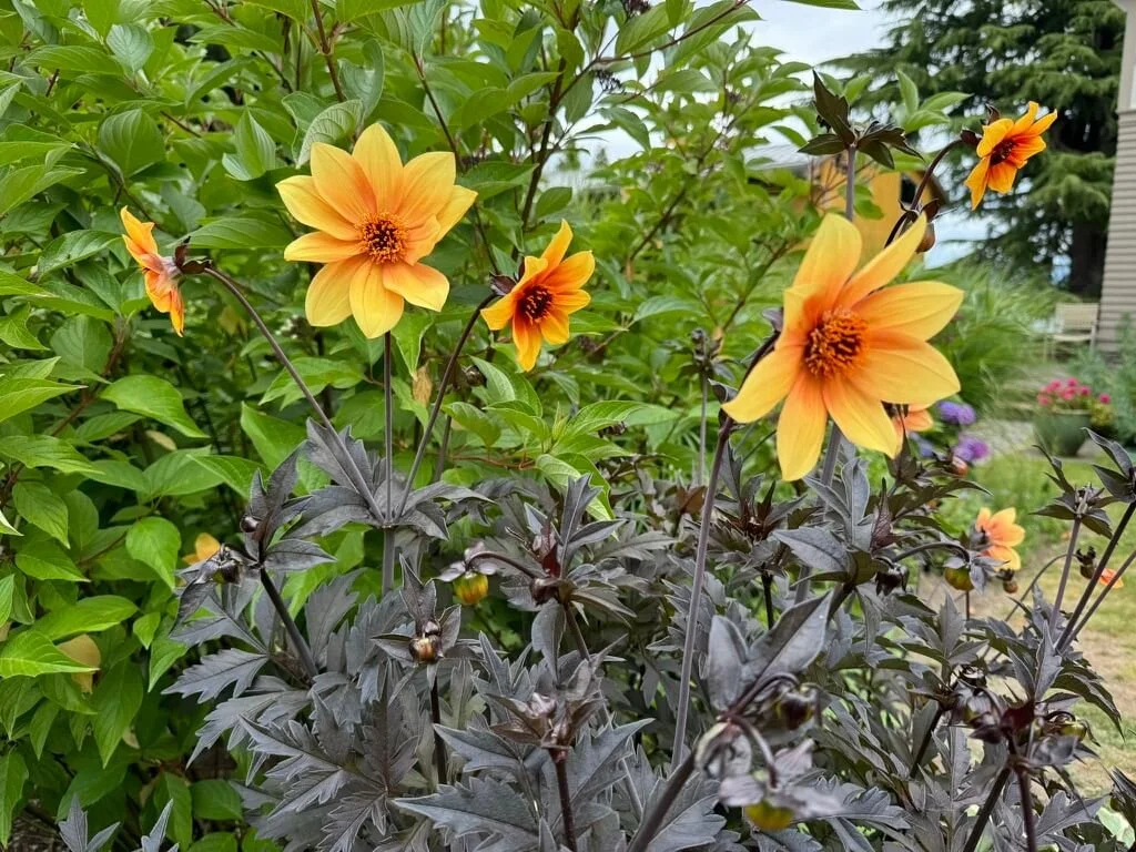 Dahlia 'Mystic Spirit' — Northwest Blooms