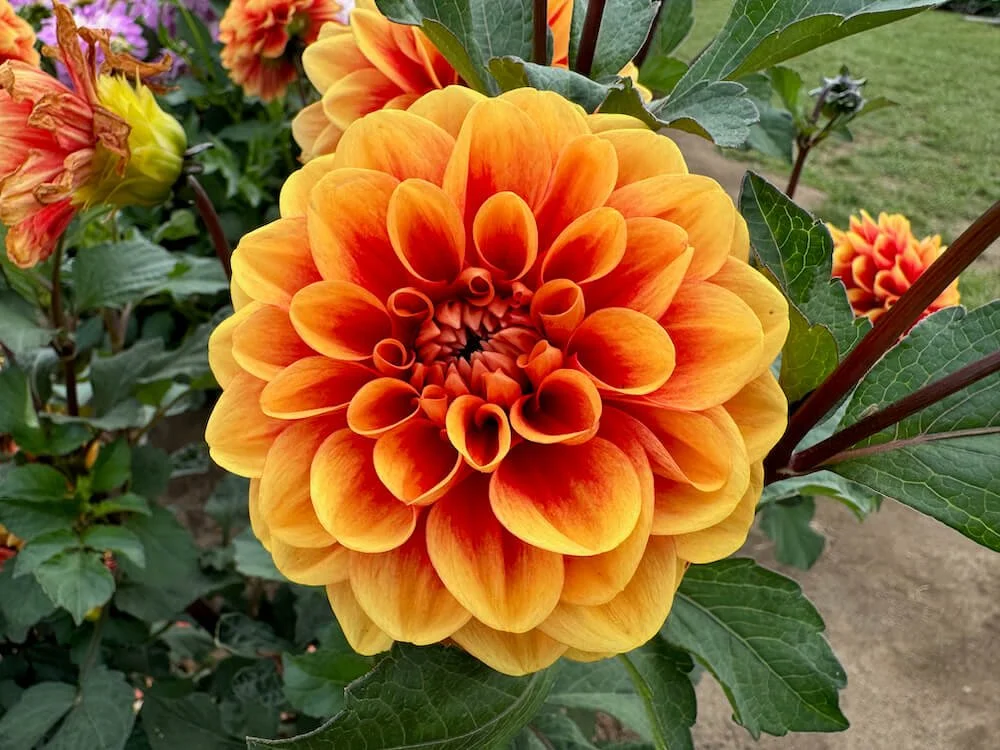 Dahlia 'Valley Rust Bucket' (Valley Rust Bucket Dahlia) — Northwest Blooms