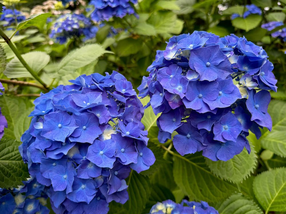 Ceanothus thyrsiflorus 'Victoria' (Victoria California Lilac ...