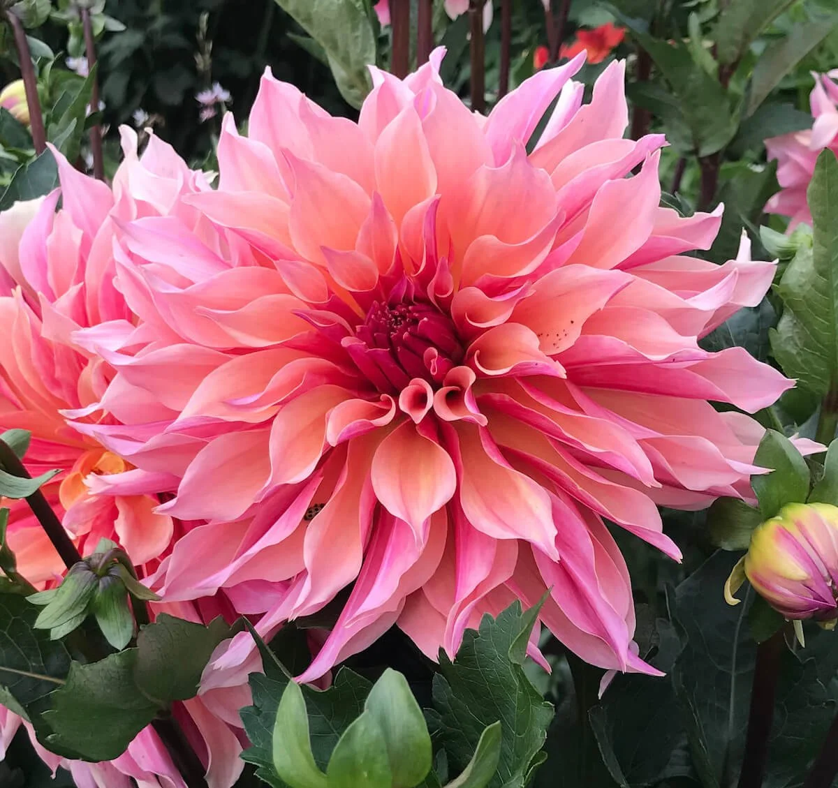 Dahlias — Northwest Blooms