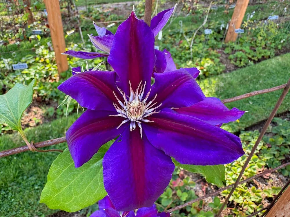 Clematis 'Perrin's Pride' (Perrin's Pride Clematis) — Northwest Blooms