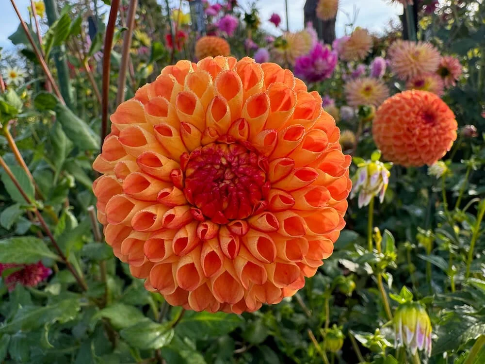 Dahlia 'Mai Tai' — Northwest Blooms
