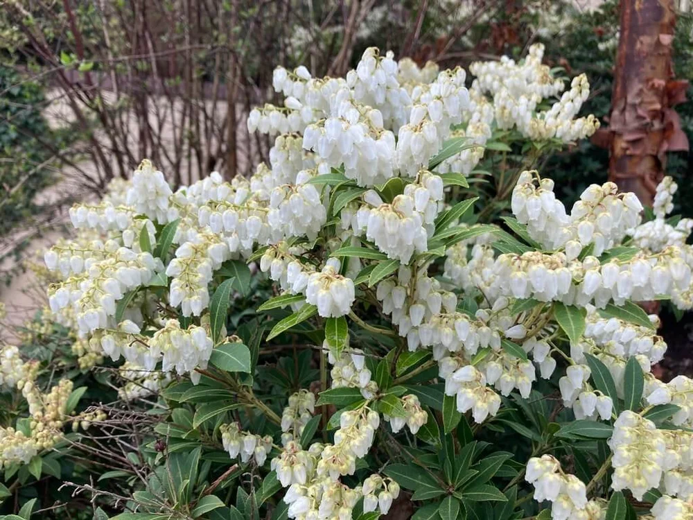 Pieris Varieties — Northwest Blooms
