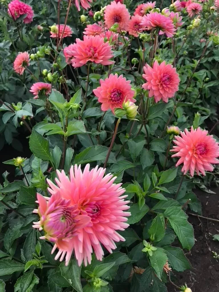 Dahlia 'Giggles' (Giggles Dahlia) — Northwest Blooms