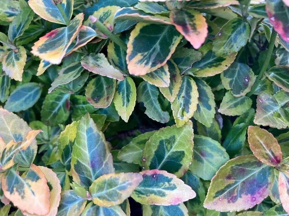 Fatsia japonica 'Variegata' (Variegated Japanese Aralia) — Northwest Blooms