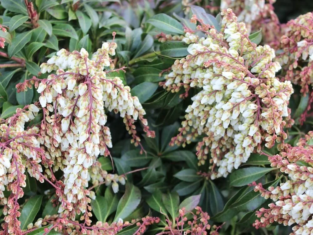 Pieris Varieties — Northwest Blooms