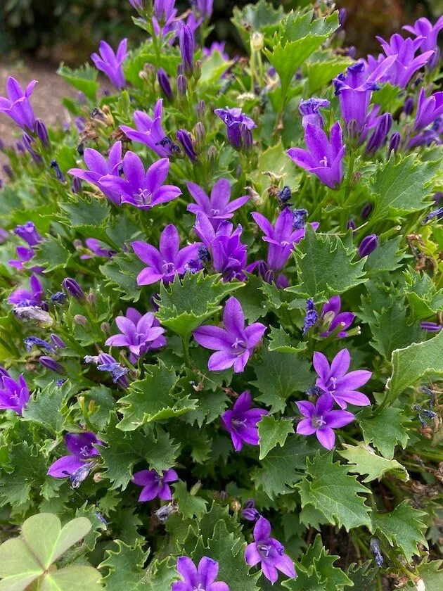 Geranium x magnificum (Purple Cranesbill) — Northwest Blooms