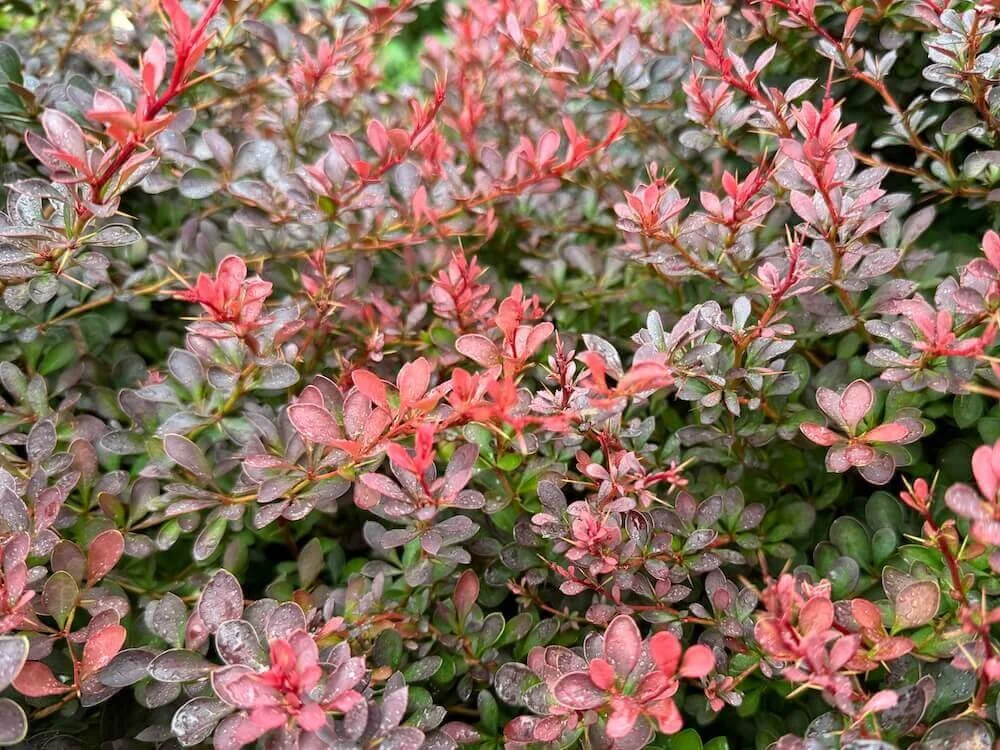 Nandina domestica 'Burgundy Wine' (Burgundy Wine Heavenly Bamboo ...