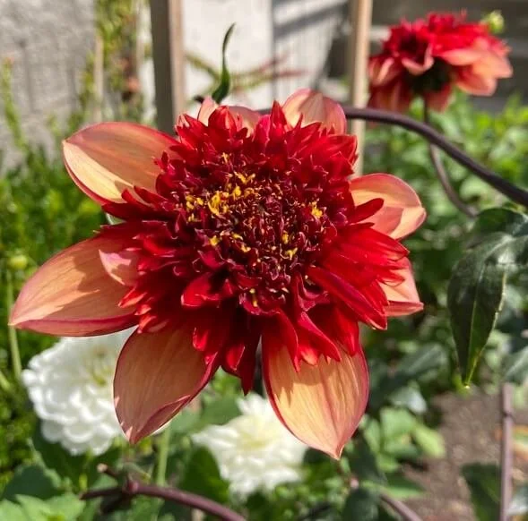 Dahlia 'Valley Rust Bucket' (Valley Rust Bucket Dahlia) — Northwest Blooms