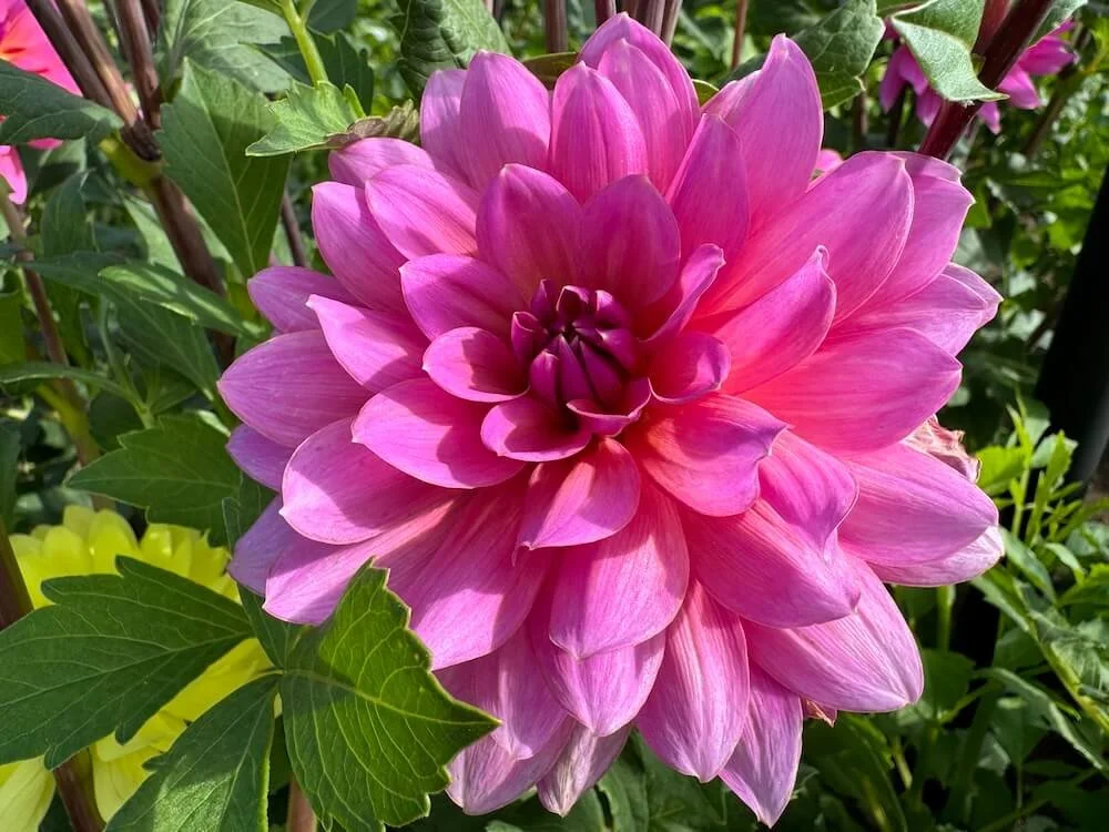 Dahlia 'Koko Puff' (Koko Puff Dahlia) — Northwest Blooms