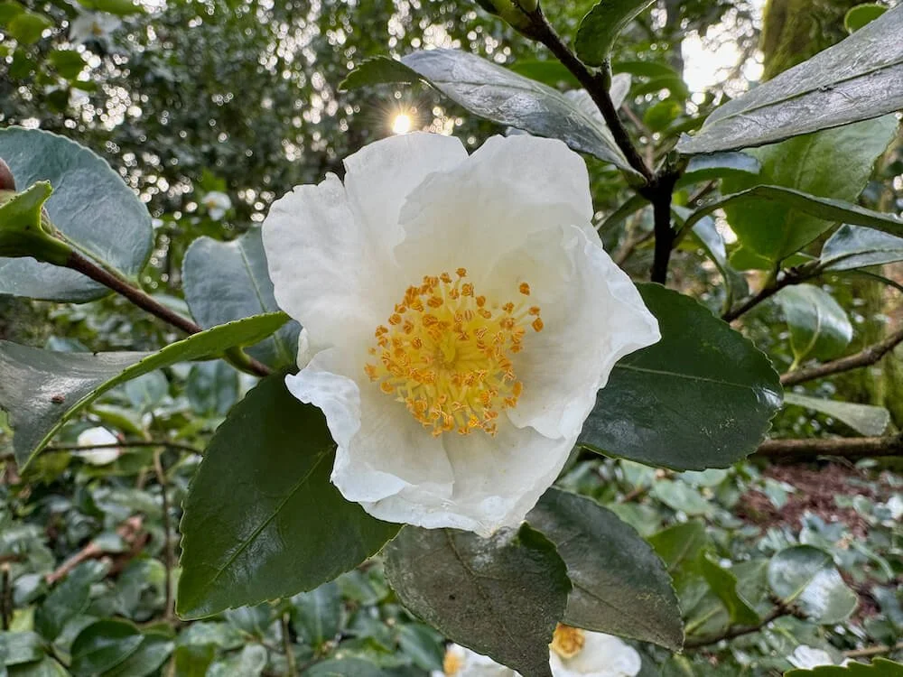 Camellia sasanqua 'Hana Jiman' (Hana Jiman Camellia) — Northwest Blooms