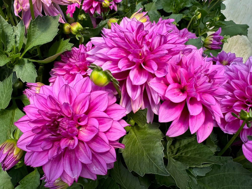 Dahlia La Bella Maggiore 'Rose' — Northwest Blooms