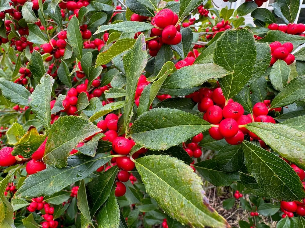 Taxus x media 'H.M. Eddie' (H.M. Eddie Yew) — Northwest Blooms