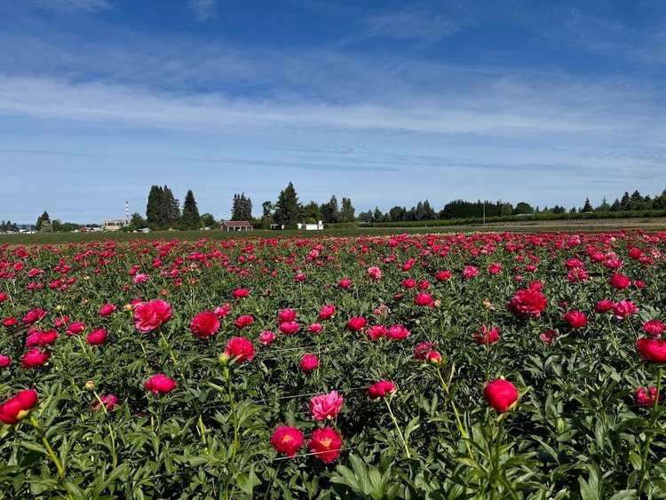 Paeonia lactiflora 'Lorelei' (Lorelei Peony) — Northwest Blooms