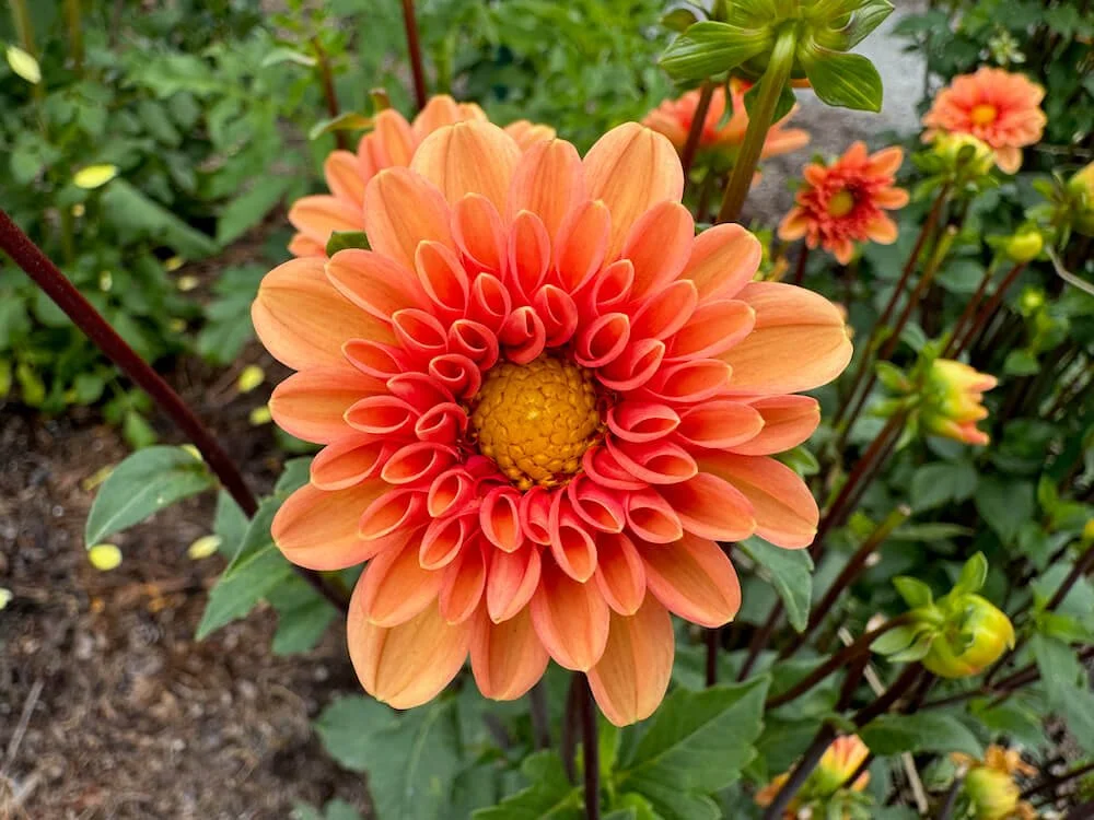 Dahlia 'Valley Rust Bucket' (Valley Rust Bucket Dahlia) — Northwest Blooms
