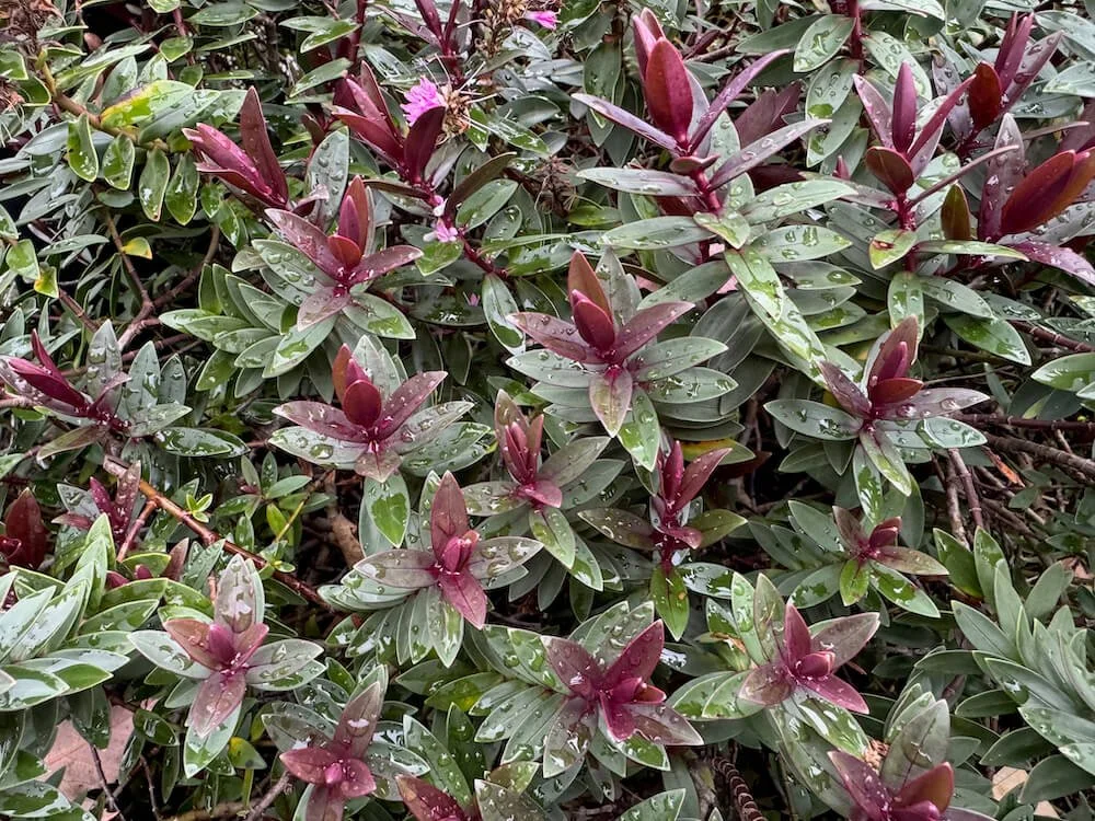 Nandina domestica 'Burgundy Wine' (Burgundy Wine Heavenly Bamboo ...