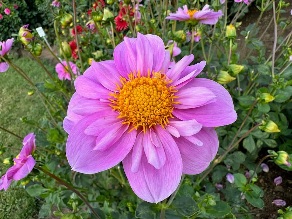 Dahlia 'Creme de Cassis' — Northwest Blooms