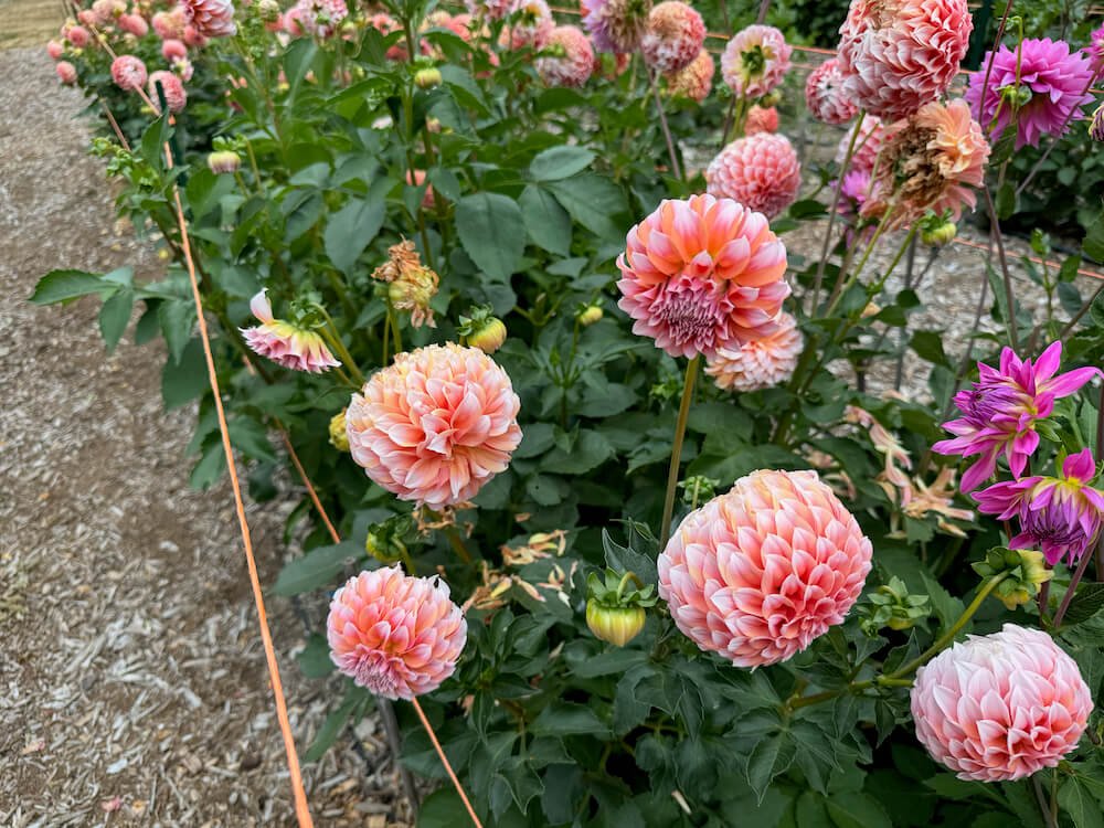 Dahlia 'Gay Princess' (Gay Princess Dahlia) — Northwest Blooms
