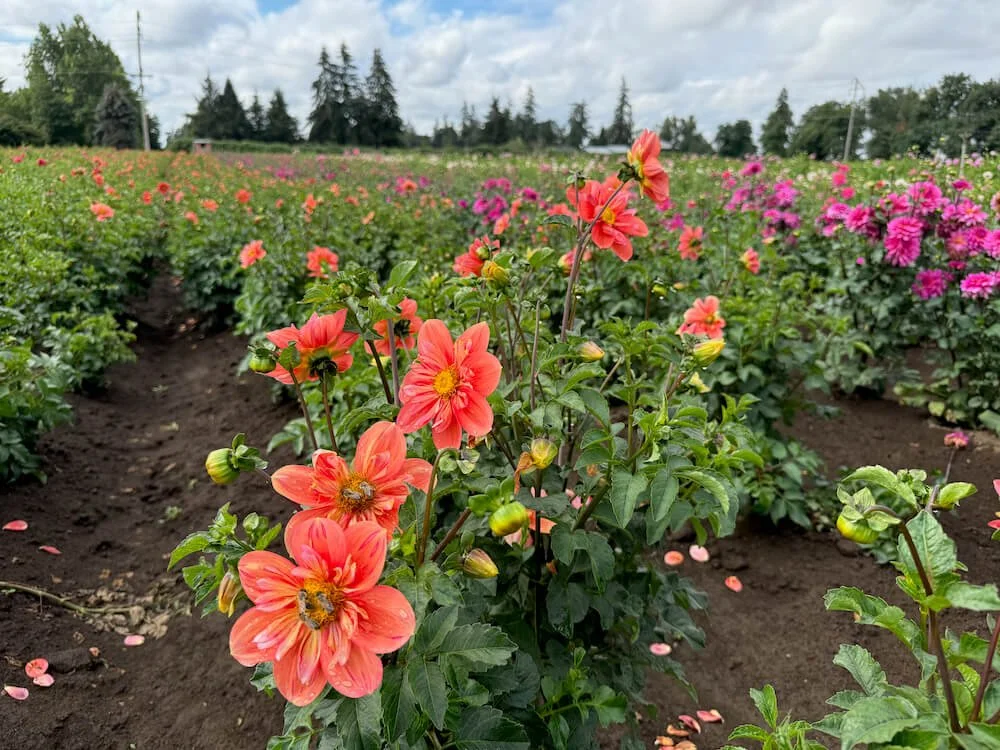 Dahlia 'A La Mode' (A La Mode Dahlia) — Northwest Blooms