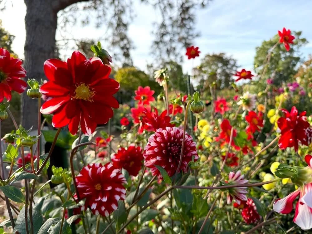 Dahlia 'Ali Oop' (Ali Oop Dahlia) — Northwest Blooms