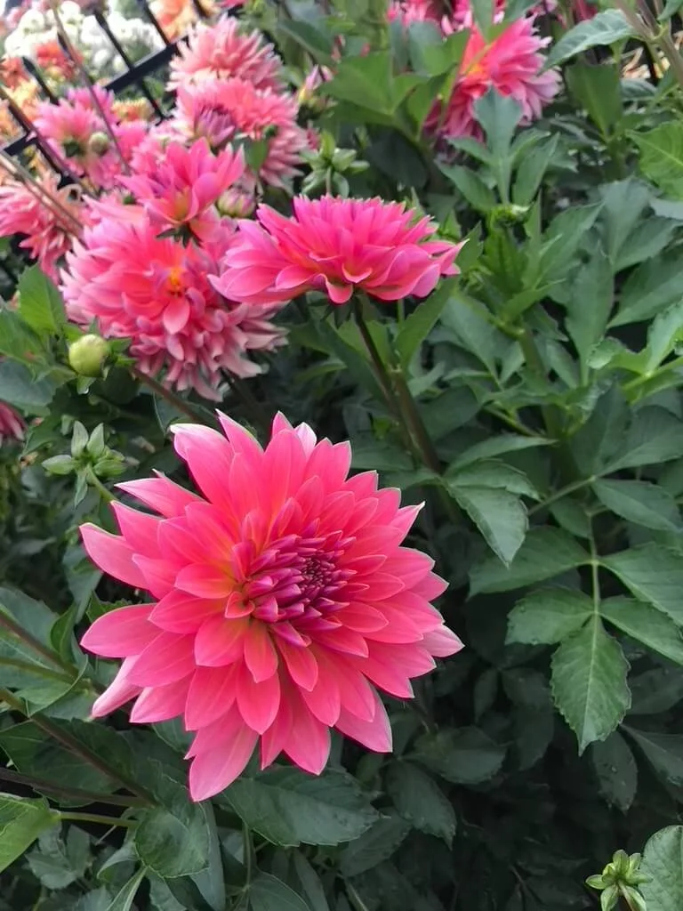 Dahlia 'Uptown Girl' — Northwest Blooms