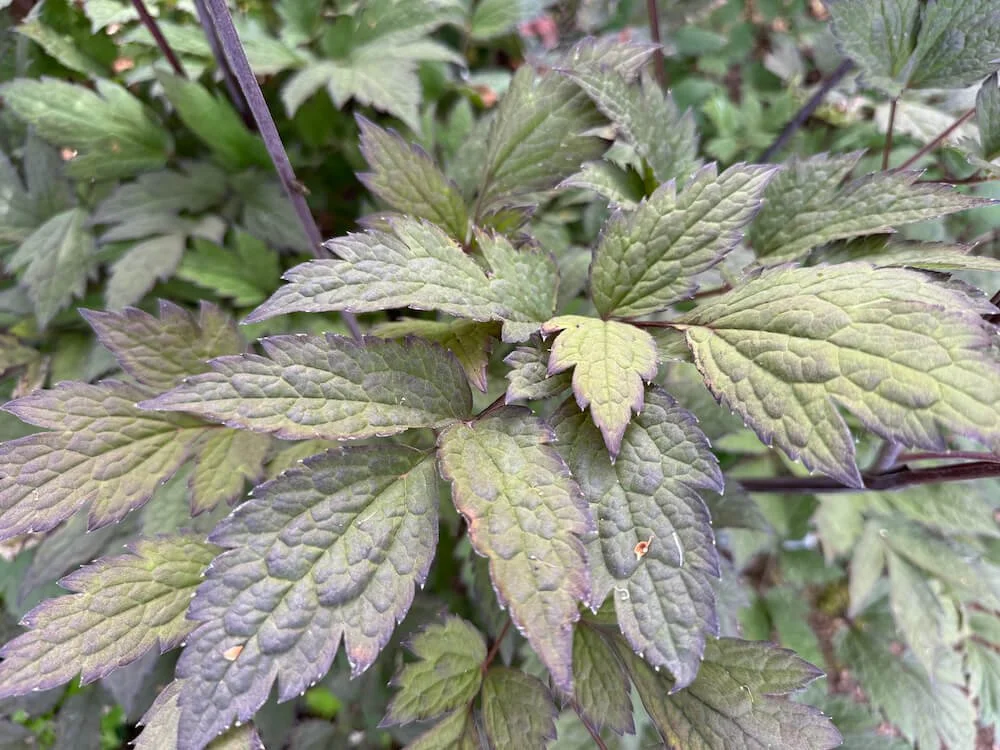 Astilbe japonica 'Washington' (Washington (japonica) Astilbe ...
