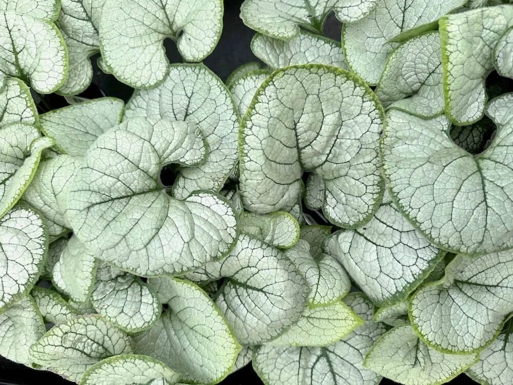 Brunnera macrophylla 'Silver Heart' (Siberian Bugloss) — Northwest Blooms