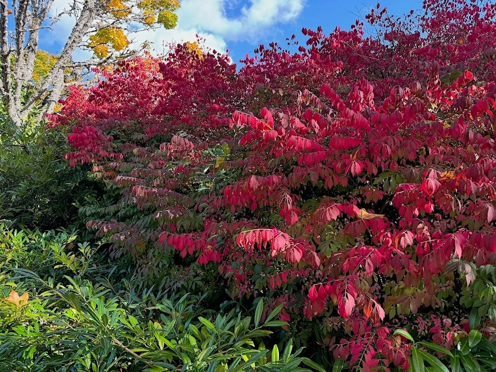 Taxus x media 'H.M. Eddie' (H.M. Eddie Yew) — Northwest Blooms