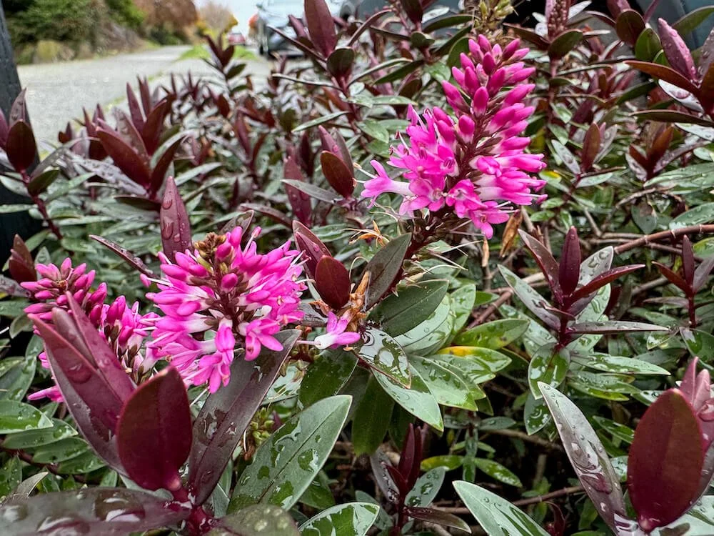Nandina domestica 'Burgundy Wine' (Burgundy Wine Heavenly Bamboo ...