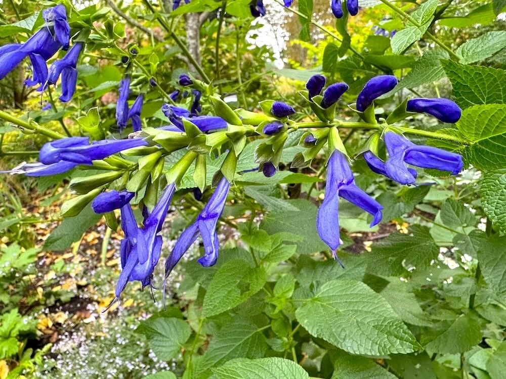 Salvia patens (Gentian Sage) — Northwest Blooms