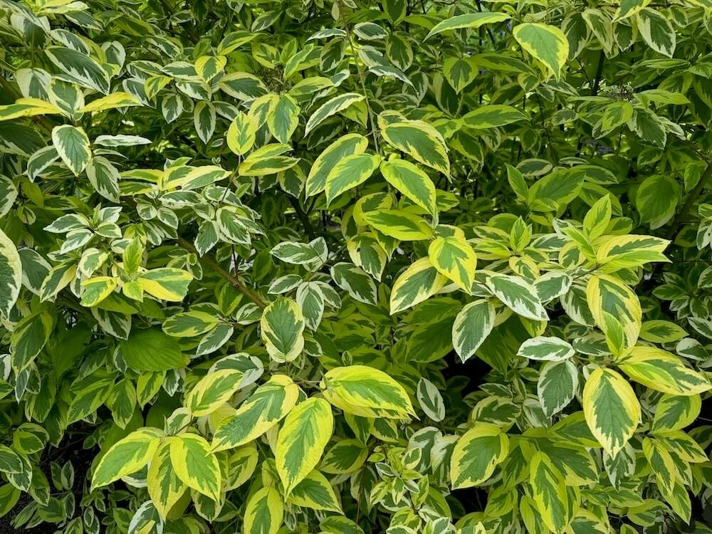 Fatsia japonica 'Variegata' (Variegated Japanese Aralia) — Northwest Blooms